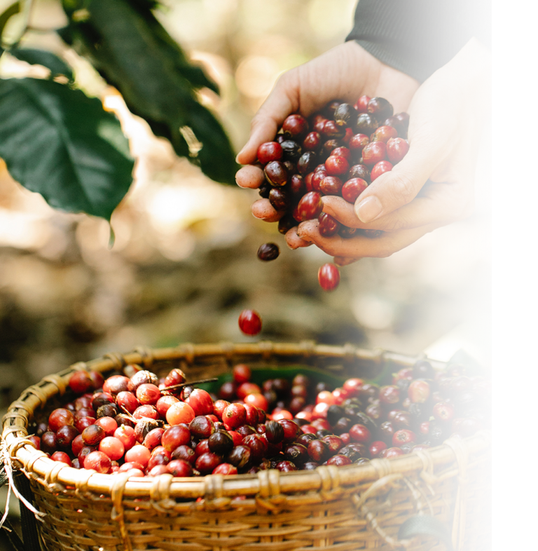 Award-winning Weather Index Insurance Solution | Igloo Insure